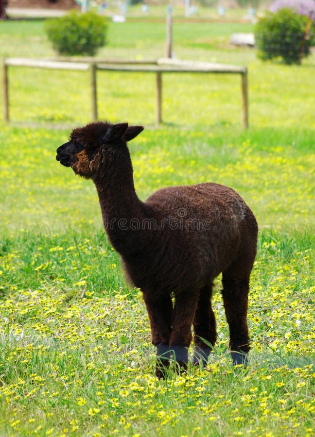 Alpaca negra imagen de archivo. Imagen de australia, prado - 31447989