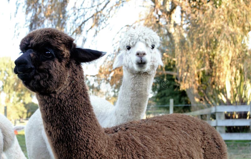 Alpaca, New Zealand stock image. Image of zealand, adult - 74473849