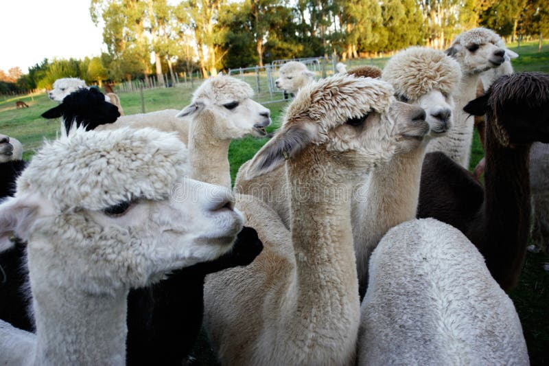 Alpaca, New Zealand stock photo. Image of paddock, fence - 74473826