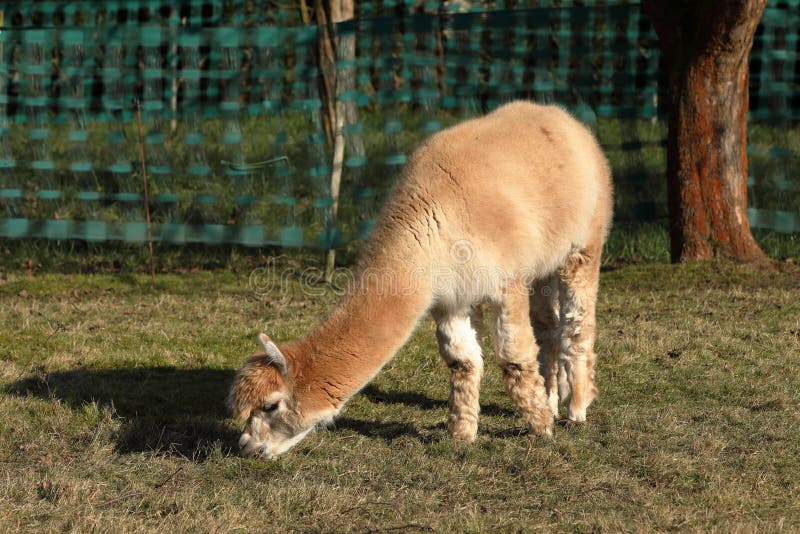 Alpaca on a pasture stock photo. Image of mammal, alpaca - 111576114
