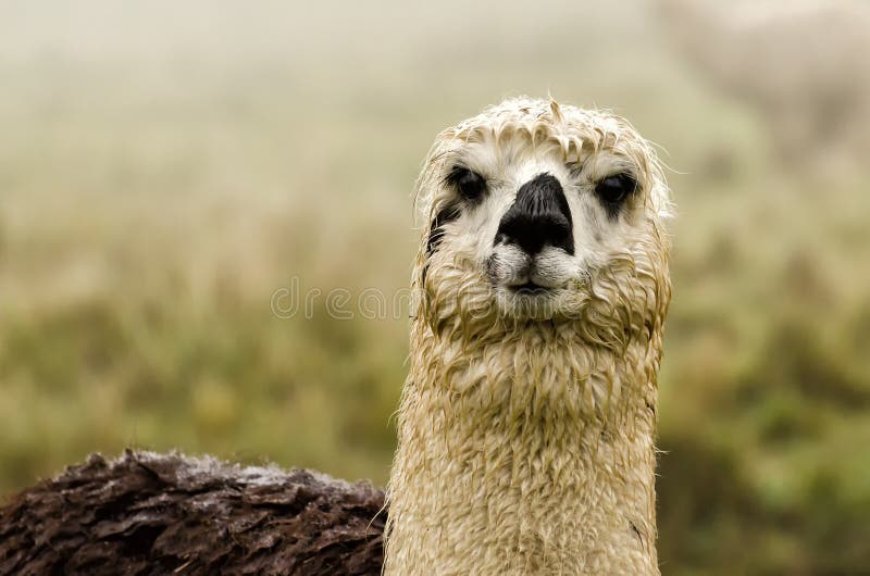 Alpaca stock photo. Image of ecuador, ears, nosy, coat - 40991242