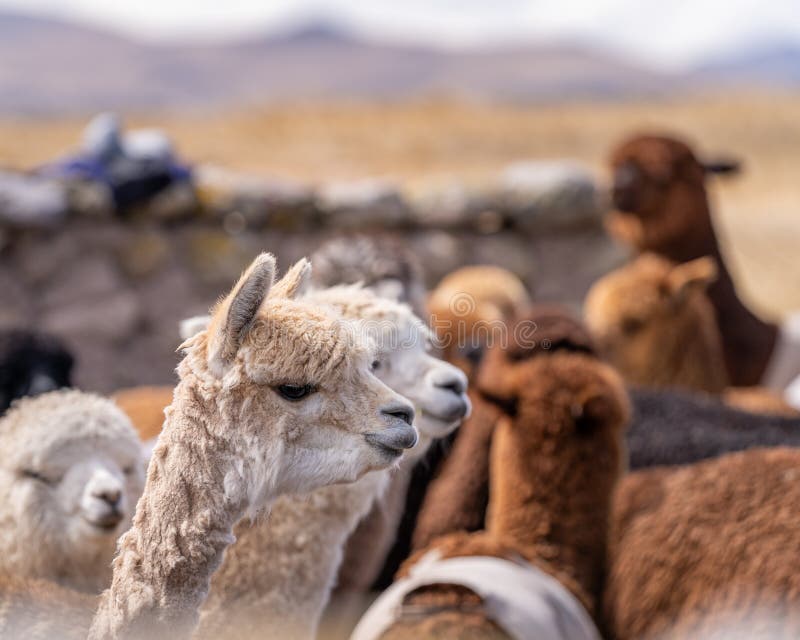 Alpaca in Peru Highlands Andes Mountains Stock Photo - Image of peru ...