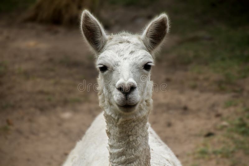 Alpaca peruana Front View imagen de archivo. Imagen de alpaca - 88538407