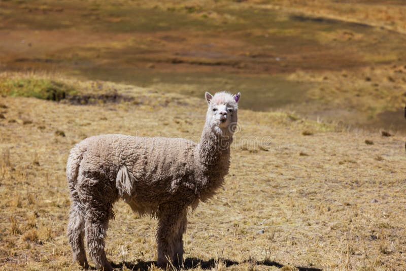 Alpaca stock image. Image of incan, crop, mammal, america - 102527327