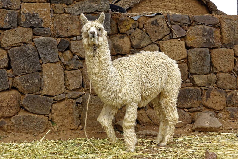 Alpaca in Peru Highlands Andes Mountains Stock Photo - Image of ...