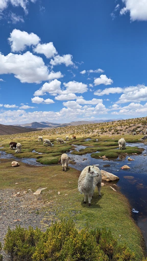 Alpaca on the Plains in Peru Stock Photo - Image of stream, plains ...
