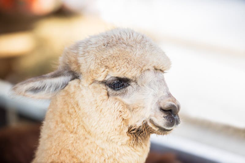 Alpaca stock photo. Image of cute, head, nose, fauna - 49161590