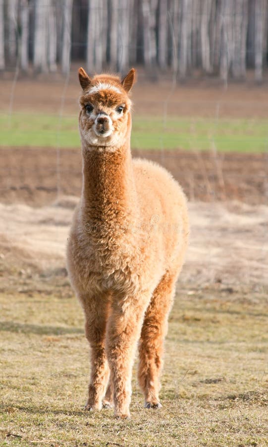 Alpaca portrait stock image. Image of fleece, head, pets - 51295049