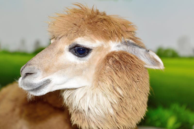 Alpaca stock image. Image of animal, raising, wool, feeding - 63341741