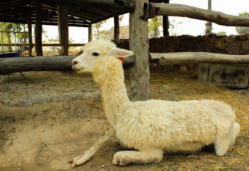 Alpaca sitting stock photo. Image of field, fleece, brown - 28364746