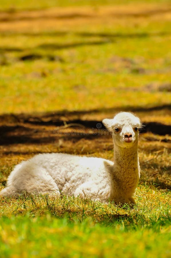 418 Alpaca Sitting Stock Photos - Free & Royalty-Free Stock Photos from ...