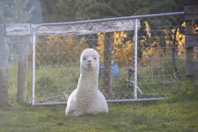 Alpaca sitting stock photo. Image of field, fleece, brown - 28364746