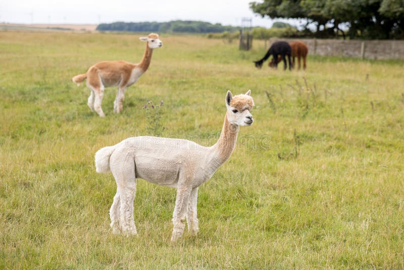 A Small Alpaca Heard on Farmland Stock Image - Image of animal ...