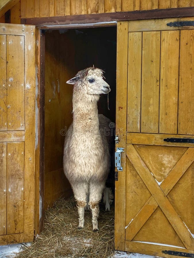 155 Alpaca Fur Bird Stock Photos - Free & Royalty-Free Stock Photos ...