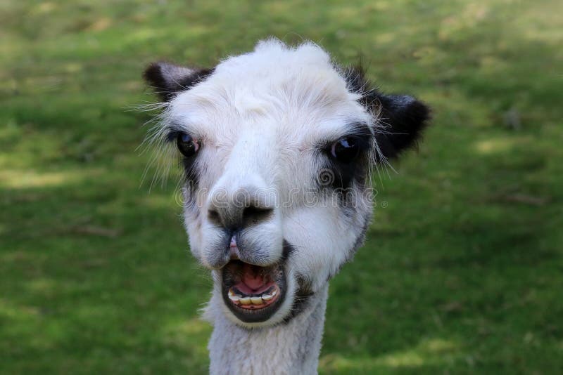 Alpaca Sorprendida Que Mastica La Comida Foto de archivo - Imagen de ...
