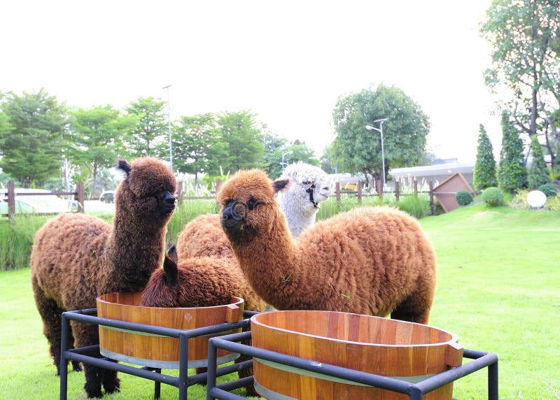 Alpaca stock photo. Image of llama, young, mammal, peru - 40032938