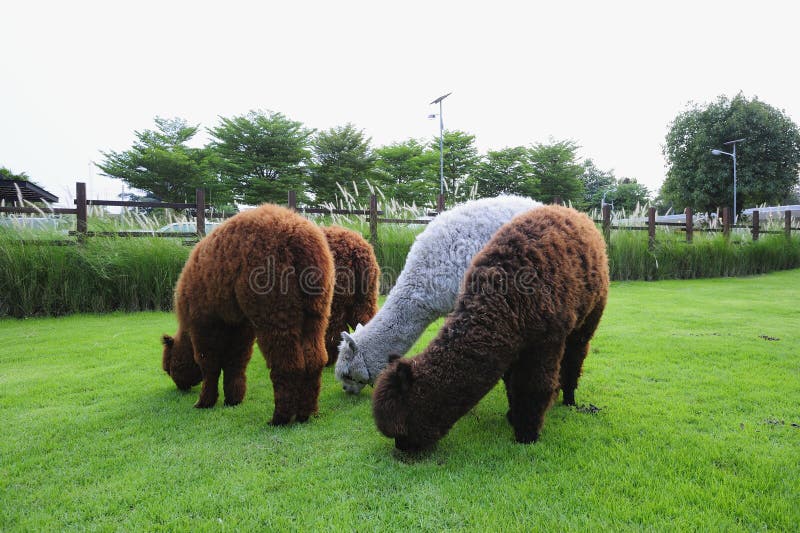 Alpaca stock image. Image of cuzco, brown, llama, white - 40032983