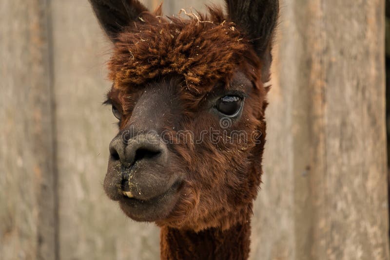 Alpaca stock image. Image of domesticated, lips, alpaca - 124065205
