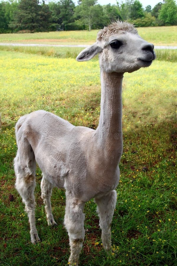 Baby Alpaca Standing In Field Stock Image - Image of outdoor, adorable ...