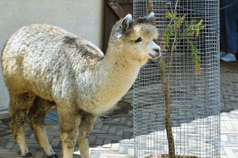 Curious Alpaca Observing Young Tree in Outdoor Enclosure Stock Photo ...