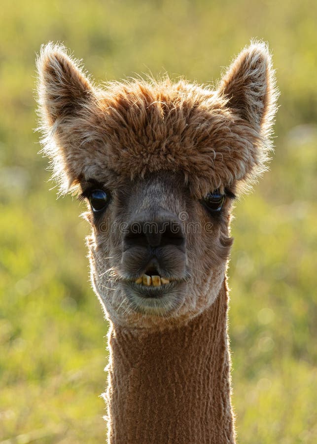 Alpaca in sunlight stock photo. Image of herbivor, mammal - 256420974