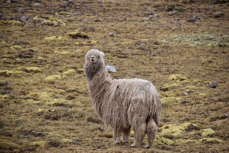 Alpaca, Suri in the Junin Mountains, Peru Stock Image - Image of meadow ...