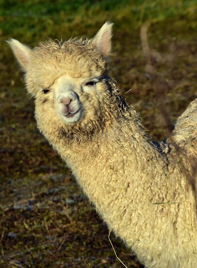 Alpaca, Terrestrial Animal, Llama, Camel Like Mammal Picture. Image ...