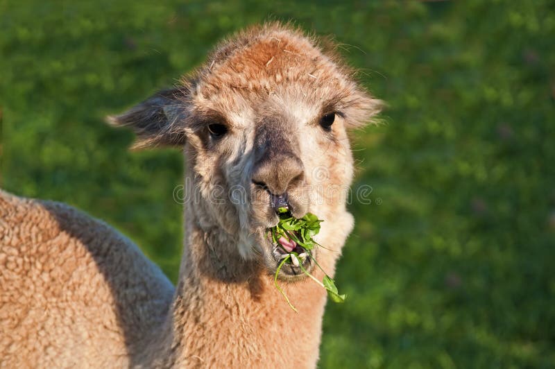 Alpaca, Vicugna pacos stock image. Image of cheeky, lama - 20899183