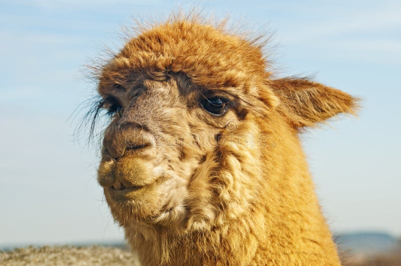 Alpaca, Vicugna pacos stock image. Image of cheeky, lama - 20899183