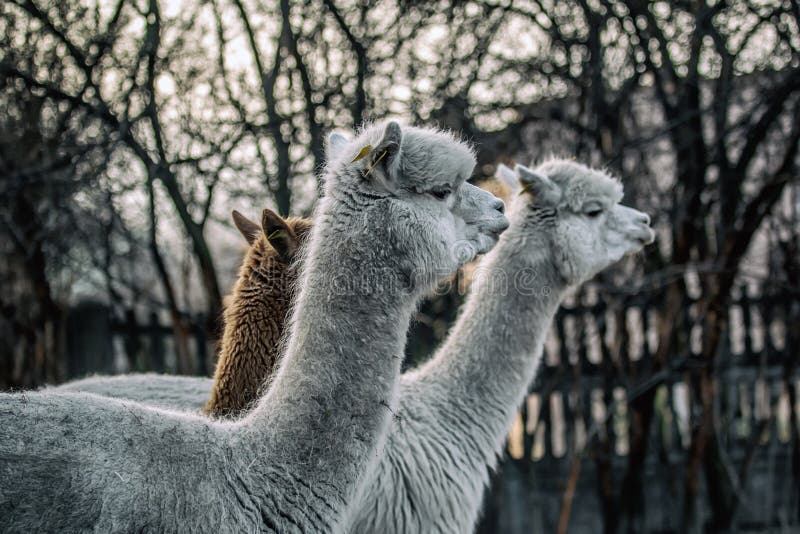 Alpaca walk in nature. stock photo. Image of black, fleece - 144131350