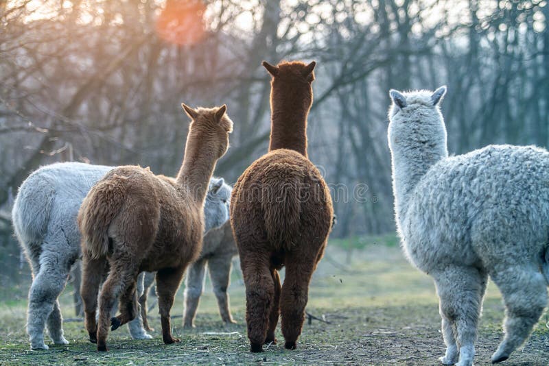 Alpaca walk in nature. stock image. Image of black, outdoor - 144140389