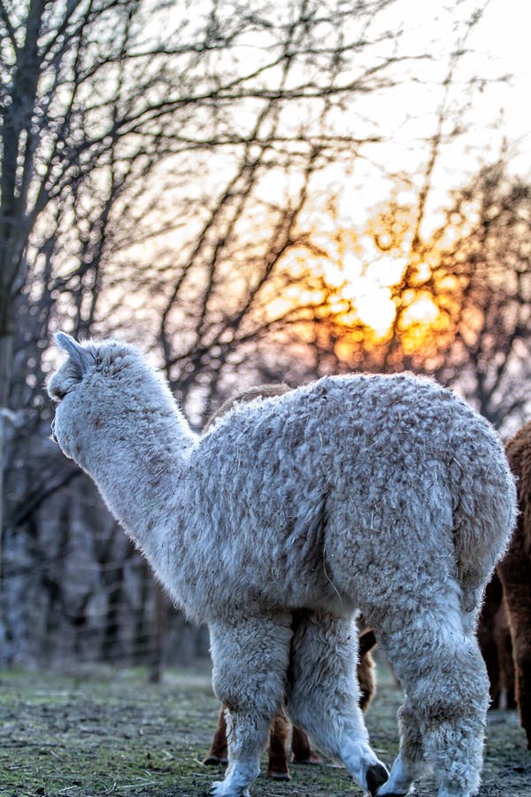 Alpaca walk in nature. stock photo. Image of white, walk - 144141524