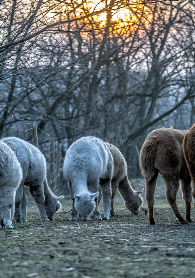 Alpaca walk in nature. stock photo. Image of fleece - 144142076
