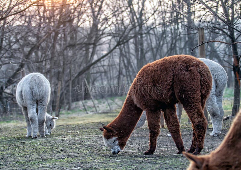 Alpaca walk in nature. stock photo. Image of alpacas - 144141482