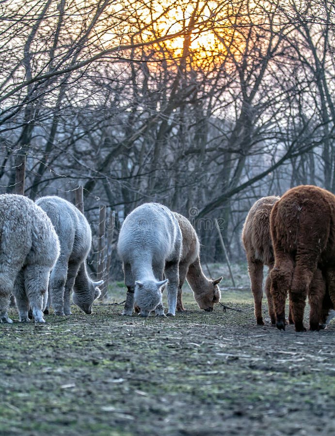 Alpaca walk in nature. stock image. Image of grass, walk - 144141975