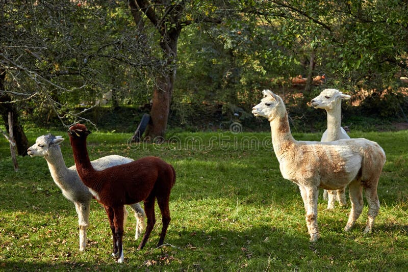 Alpaca Walk In Nature Alpacas Graze On The Grass Many Alpacas Walk In
