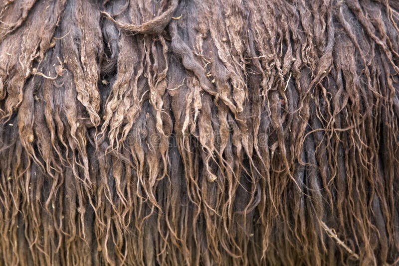 Alpaca wool stock image. Image of indigenous, traditional - 151937403