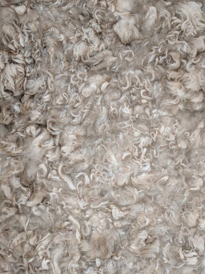 Alpaca Wool Fleece Soaking in Water. Background Texture. Stock Image ...