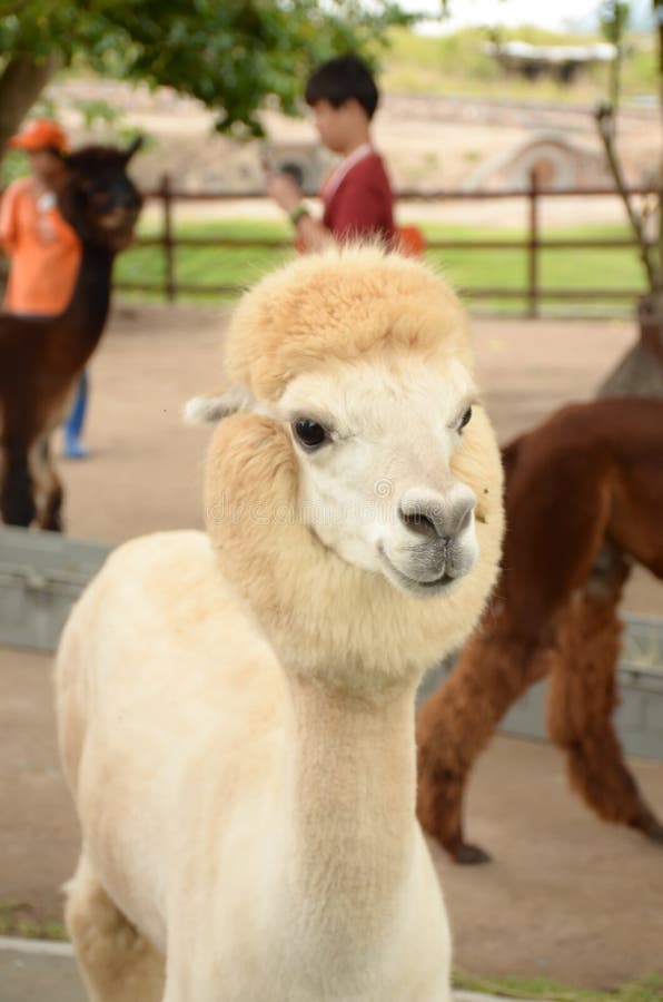 Alpaca stock photo. Image of beautiful, hill, view, style - 75091352