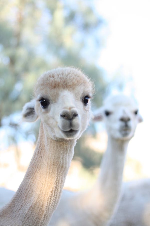 Adorable Alpacas stock photo. Image of snuggling, furry - 809016