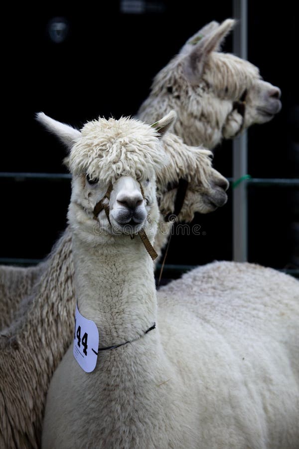 480 Prize Farm Animals Stock Photos - Free & Royalty-Free Stock Photos ...