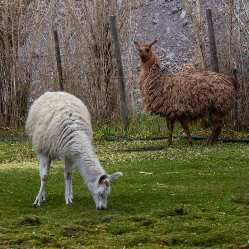 Alpacas in the Andes in Their Natural Habitat Stock Photo - Image of ...