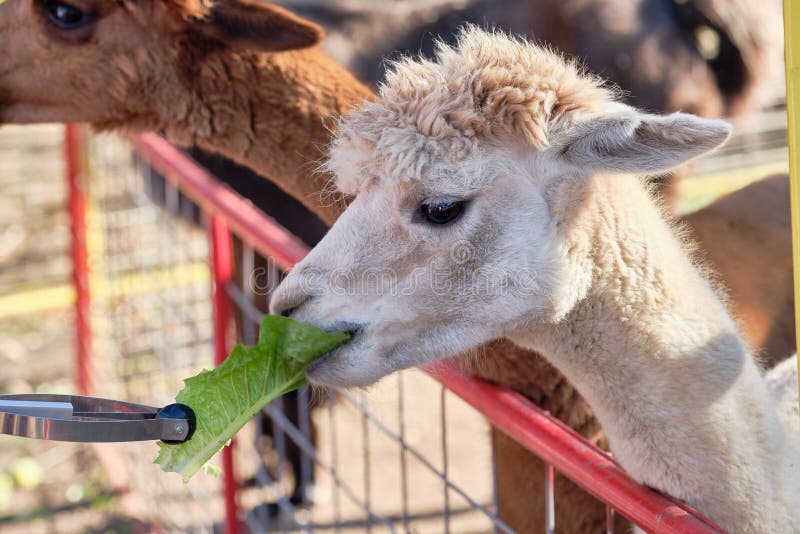 Alpacas Being Hand Fed in Their Pens at the Farm Fair Exhibition Stock ...