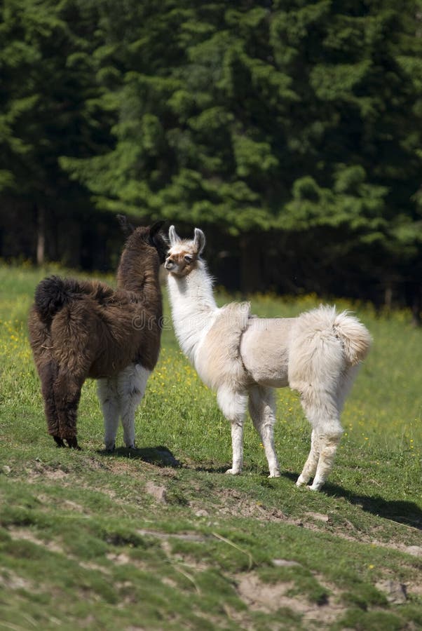 Alpacas della lama fotografia stock. Immagine di orecchio - 6257628