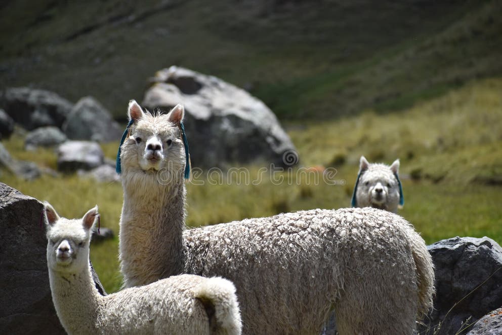 Alpacas En Los Andes De Perú Imagen de archivo - Imagen de cabras, ciervos: 362174091