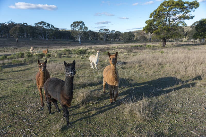 Alpacas farm in Australia stock photo. Image of australia - 102764100