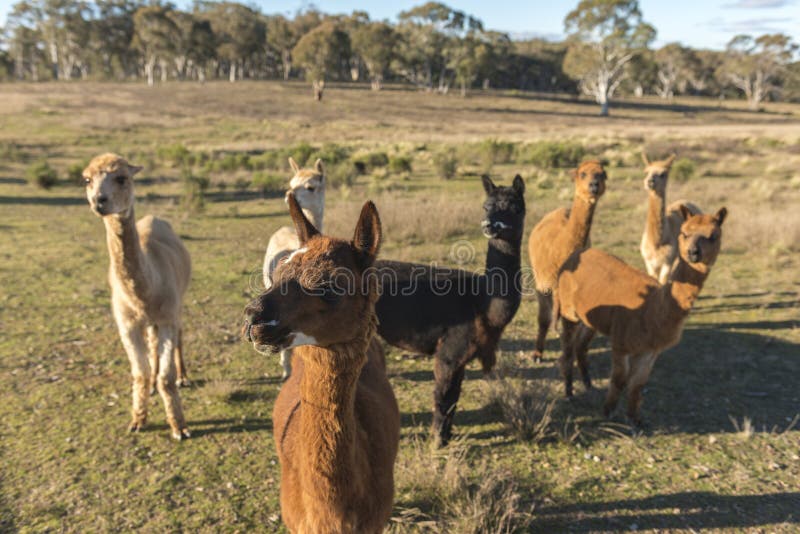 Alpacas farm in Australia stock photo. Image of hair - 102764348