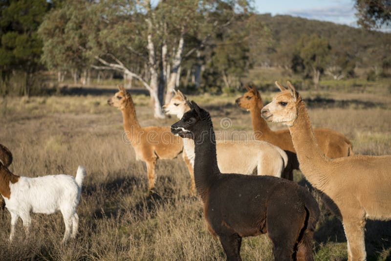 Alpacas farm in Australia stock image. Image of bolivia - 102764879
