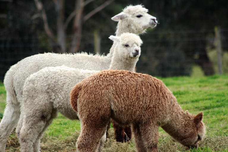 Alpacas feeding 1 stock photo. Image of ruminating, fleece - 343622