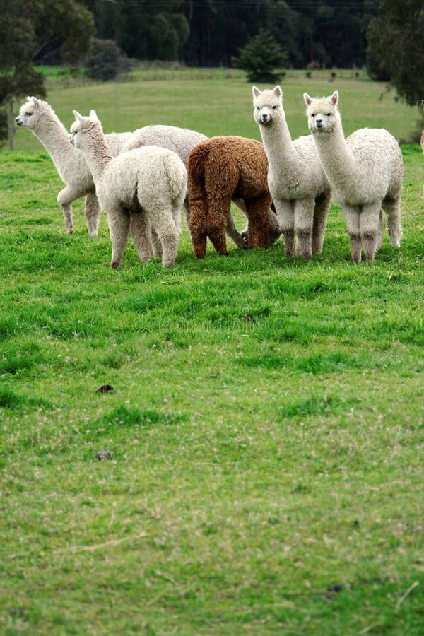 Alpacas in a field stock image. Image of fleece, huddle - 343625